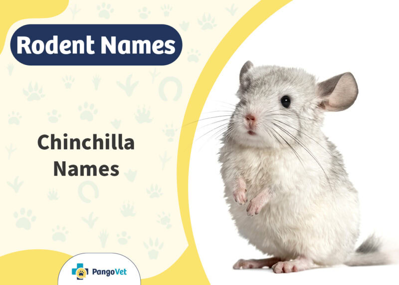 100+ Chinchilla Names: Ideas for Fun & Adorable Chinchillas | The Vet Desk
