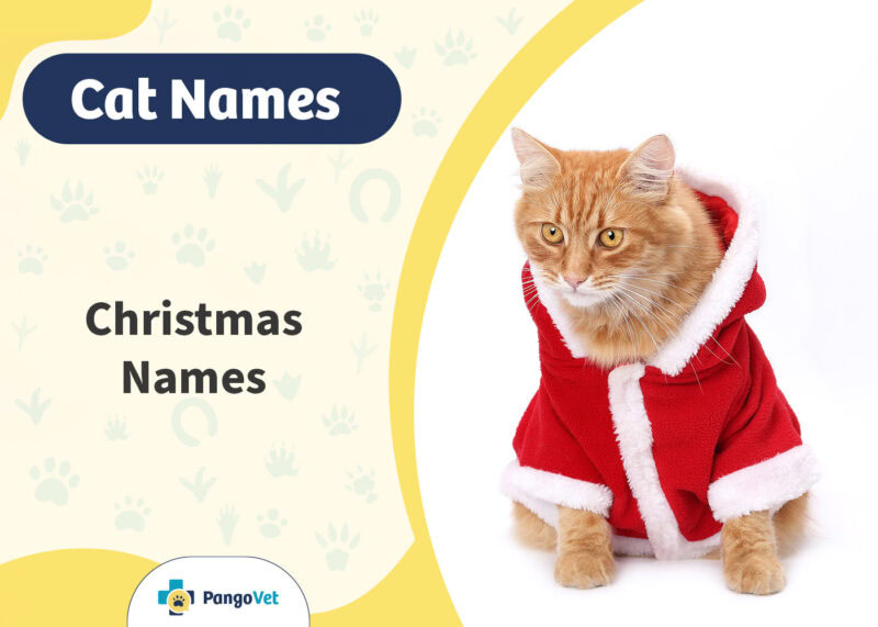 120+ Incredible & Festive Christmas Names for Cats | The Vet Desk