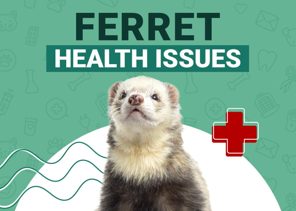 10 Ferret Health Problems: Illnesses & Diseases (Vet Answer) | The Vet Desk