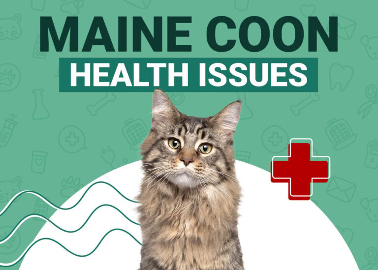 Maine Coon Health Problems: 6 Vet-Reviewed Concerns & Treatments | The ...