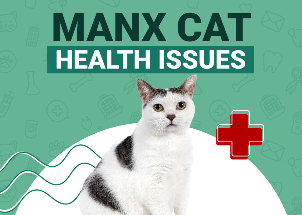Manx Cat Health Problems: 10 Common Concerns | The Vet Desk