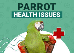 7 Common Parrot Health Problems: Vet-Explained Illnesses & Diseases ...