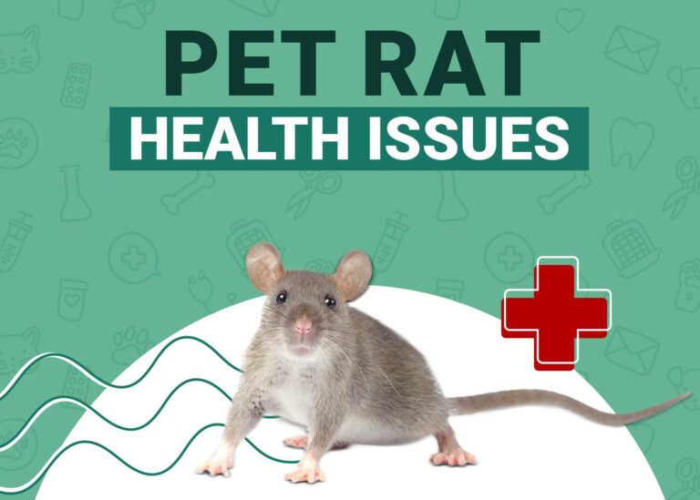 6 Common Pet Rat Health Problems, Illnesses & Diseases (Vet Answer ...