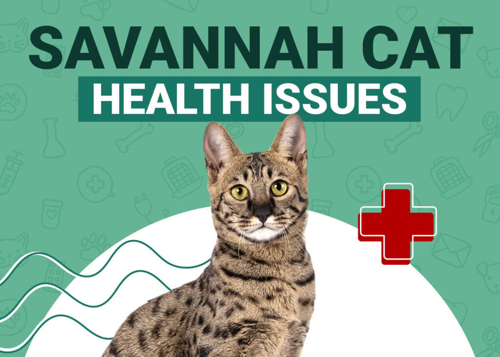 Savannah Cat Health Problems: 8 Vet-Reviewed Concerns | The Vet Desk