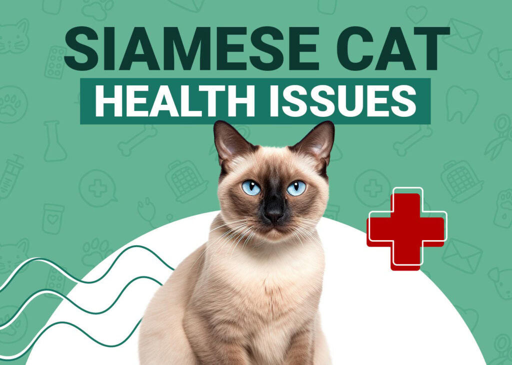 Siamese Cat Health Problems: 8 Vet Reviewed Concerns & Care Tips | The ...