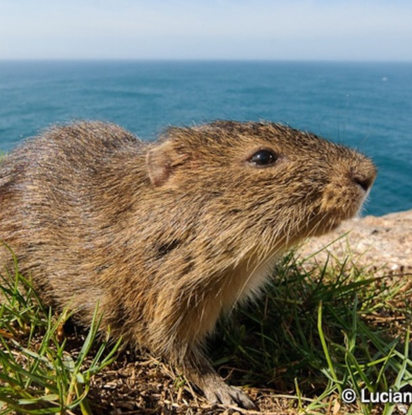 7 Rare Guinea Pig Breeds (With Info & Pictures) | The Vet Desk