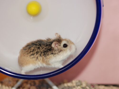 How Fast Can a Hamster Run? Our Vet Answers | The Vet Desk