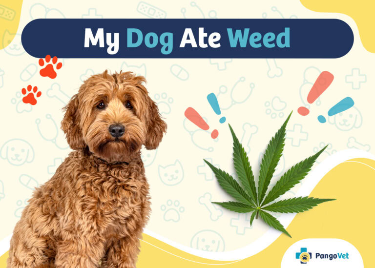 My Dog Ate Weed: Our Vet Explains What to Do | The Vet Desk