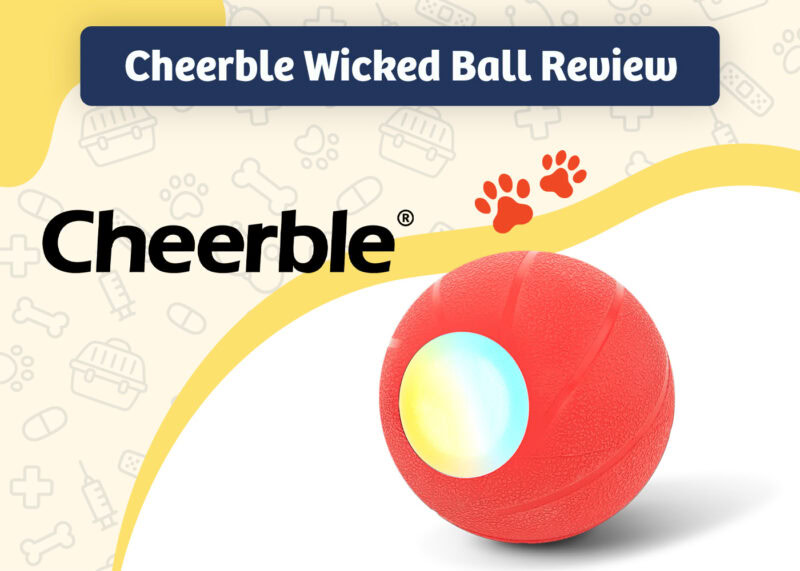 Cheerble Wicked Ball Review 2026: Pros, Cons, & Our Verdict | The Vet Desk