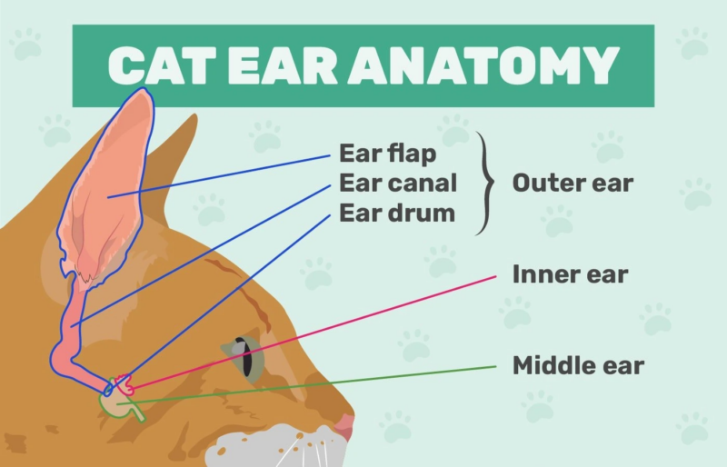 Cat Ear Mites vs Yeast Infection: Vet-Reviewed Differences (With ...