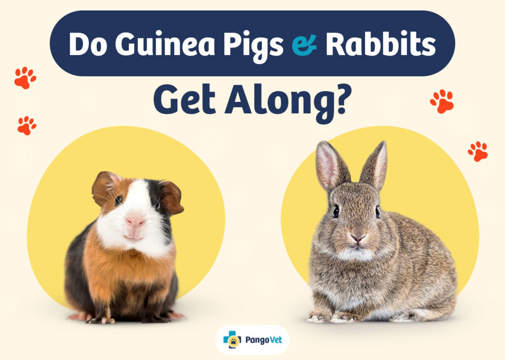 Can Guinea Pigs and Rabbits Live Together? Vet-Verified Safety Facts ...