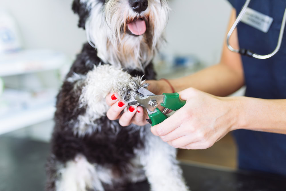 How to Sharpen Dog Nail Clippers: 7 Vet-Reviewed Tips & Tricks | The ...