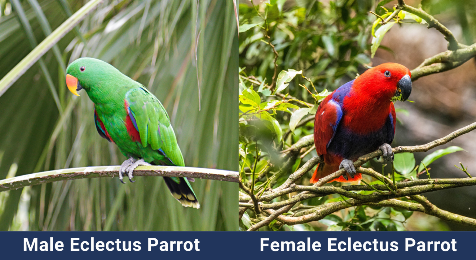 Male vs. Female Eclectus Parrot: Main Differences (With Pictures) | The ...