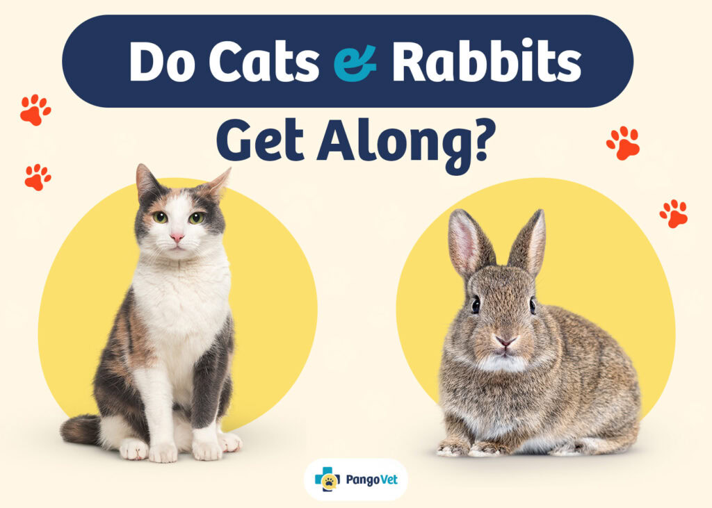 Can Cats & Rabbits Live Together? Vet-Reviewed Safety Guide | The Vet Desk