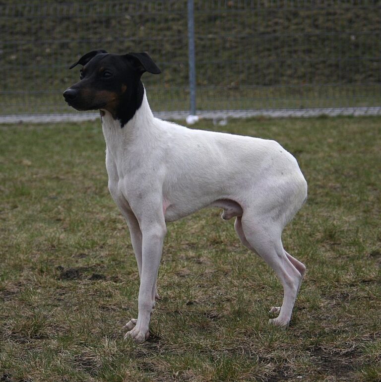 Japanese Terrier Dog Breed Guide: Info, Pictures, Care & More | The Vet ...