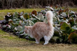 Do All Cats Spray? Vet-Approved Facts & FAQ | The Vet Desk