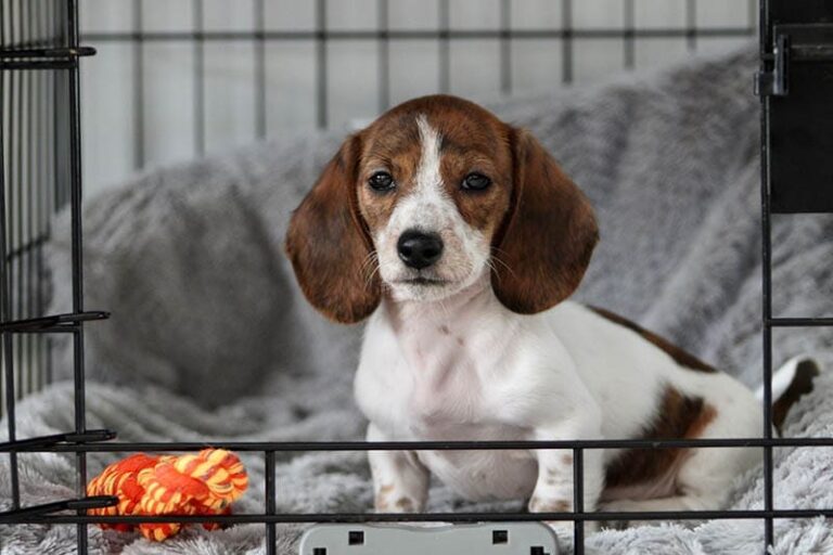 How to Housebreak a Puppy: 5 Vet-Reviewed Steps | The Vet Desk