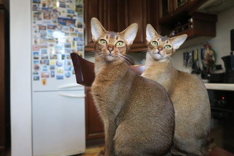 Abyssinian Cat Breed Info, Pictures, Temperament & Traits | The Vet Desk