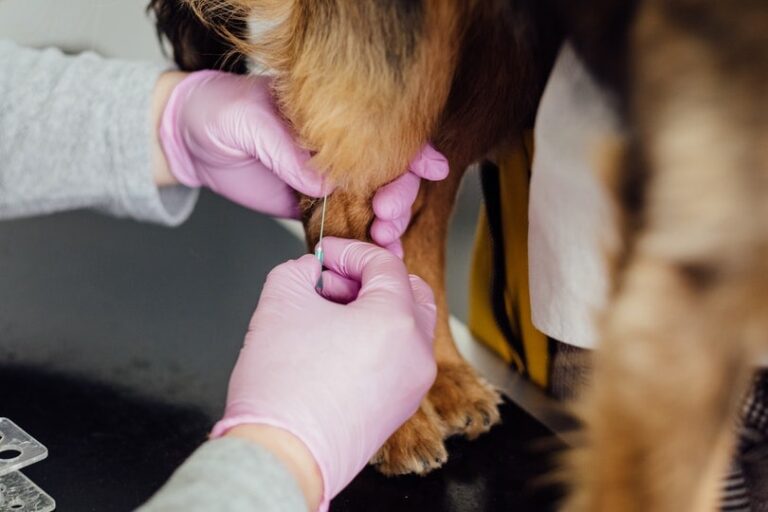 Acupuncture for Dogs: Vet-Explained Pros, Cons & Effectiveness | The ...