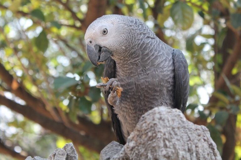 African Grey Parrot: Info, Facts, Pictures & Care Guide | The Vet Desk