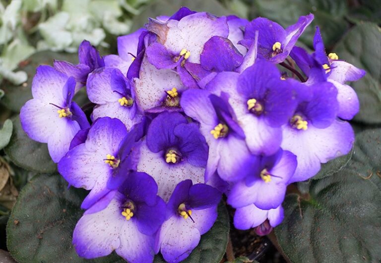 Are African Violets Poisonous to Cats? Vet-Reviewed Safety Guide | The ...