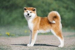 Akita Dog Breed: Info, Pictures, Care, Traits & Temperament | The Vet Desk