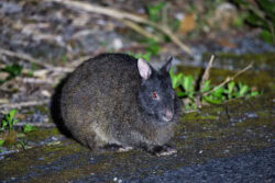 Amami Rabbit: Breed Info, Pictures, Traits, & Facts | The Vet Desk