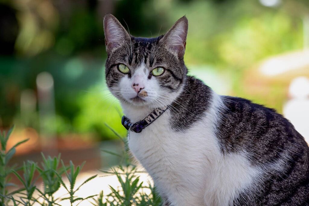 American Wirehair Cat: Breed Info, Pictures, Temperament & Traits | The ...