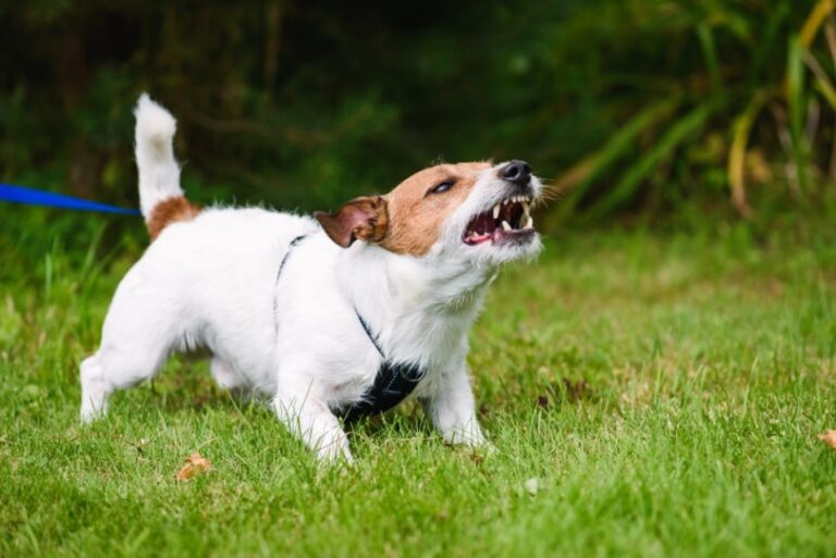 How to Stop a Dog From Barking at Visitors: Step-by-Step Guide | The ...