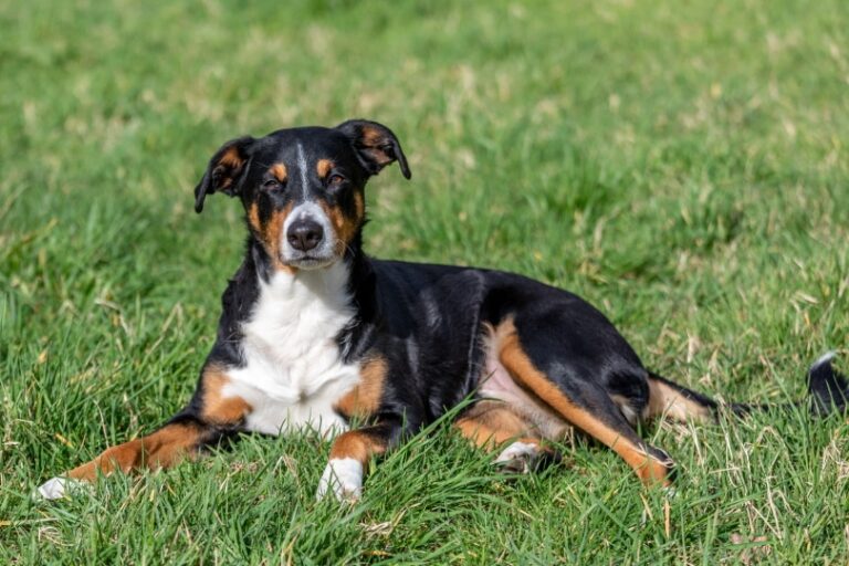 Appenzeller Sennenhund Dog Breed: Info, Pictures, Traits & Care | The ...
