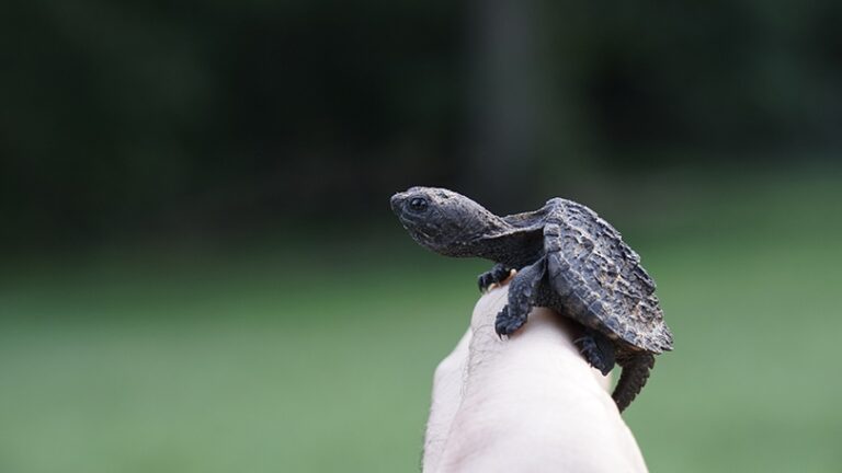 How to Take Care of a Baby Turtle: Vet-Approved Advice | The Vet Desk