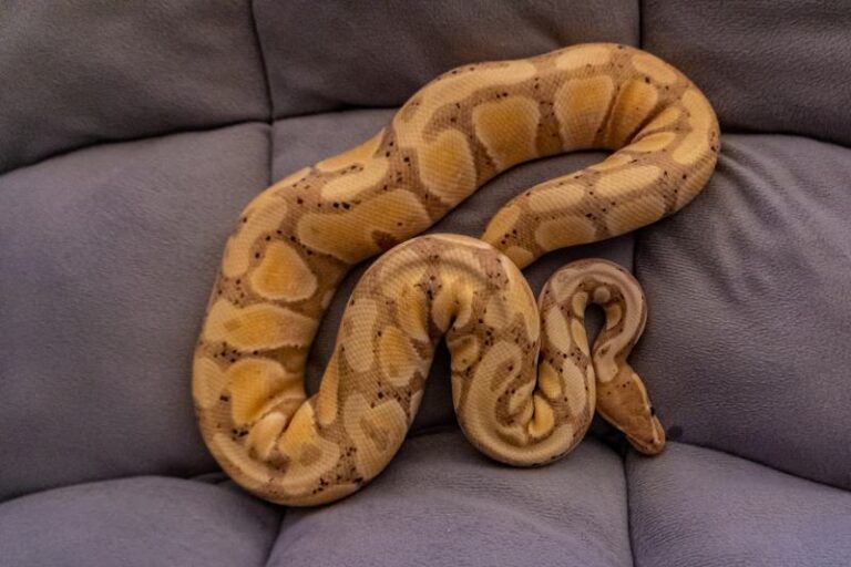 How Long Do Ball Pythons Live? Average Lifespan, Data & Care | The Vet Desk