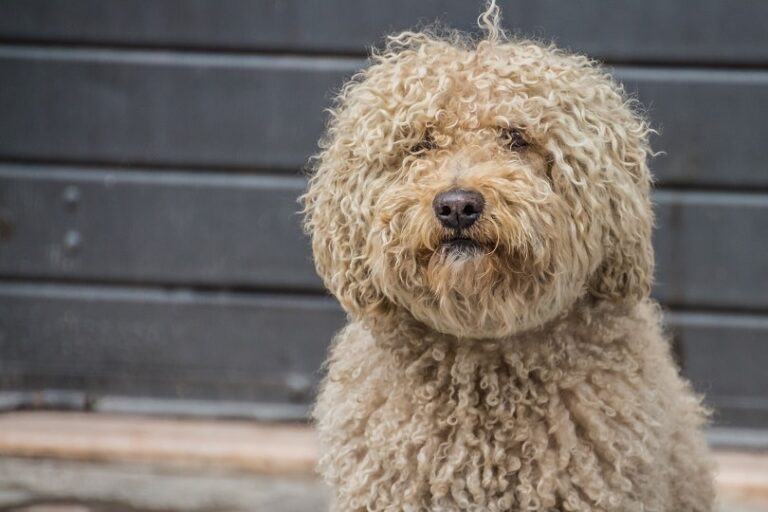 Barbet Dog Breed: Info, Pictures, Care Guide & Traits | The Vet Desk