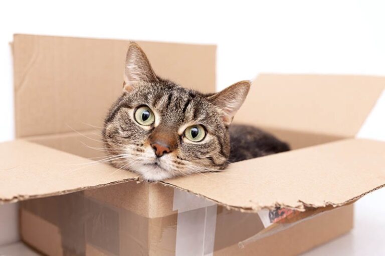 Why Do Cats Like Cardboard So Much? 7 Vet-Verified Reasons | The Vet Desk