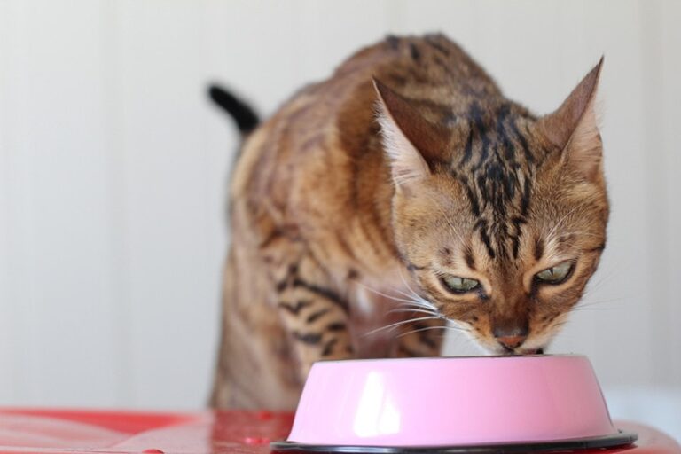 10 Best Vet-Recommended Cat Foods in 2026 – Reviews & Top Picks | The ...