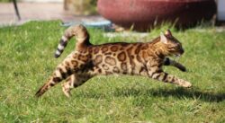 How Fast Can a Cat Run? Vet-Verified Facts & FAQ | The Vet Desk