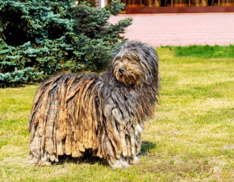 Bergamasco Sheepdog Breed: Guide, Info, Pictures & Care | The Vet Desk