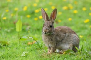 Beveren Rabbit: Info, Care, Pictures, Habitat, & Traits | The Vet Desk