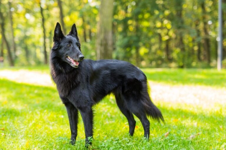 10 Black Dog Breeds: Big, Small & Fluffy (With Info & Pictures) | The ...