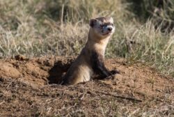 Are Ferrets Carnivores? What You Need To Know (Vet-Verified) | The Vet Desk