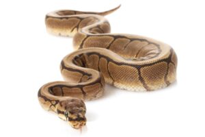 10 Interesting Spider Ball Python Morph Facts To Know (2025 Update ...