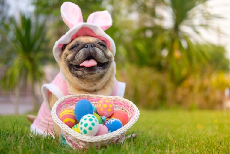 How to Plan an Easter Egg Hunt for Your Dog: 5 Vet-Verified Tips ...