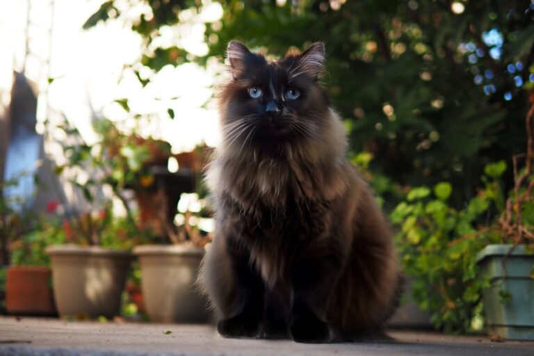 Black Ragdoll Cat: Info, Pictures, Facts & History | The Vet Desk