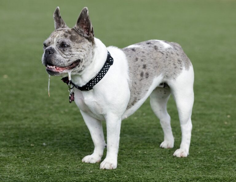 Why Do Dogs Drool? 7 Vet-Reviewed Reasons | The Vet Desk