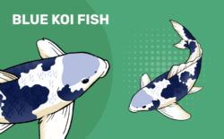 Blue Koi Fish: Info, Pictures, Facts & History | The Vet Desk