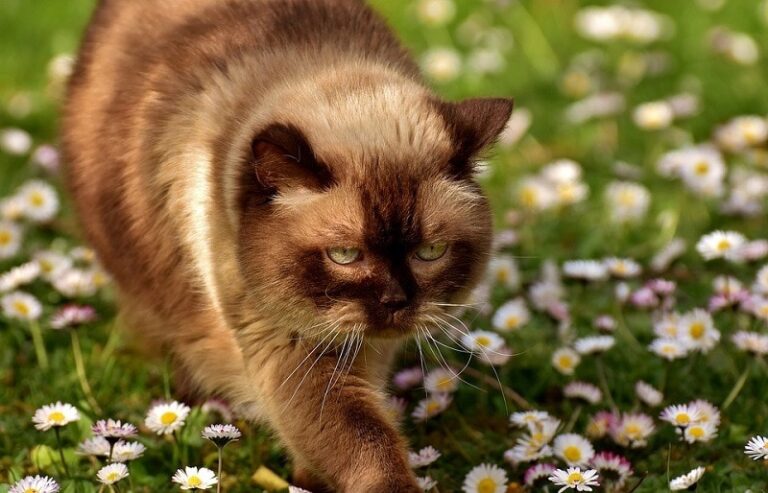 11 British Cat Breeds: Info, Pictures, Facts & History | The Vet Desk
