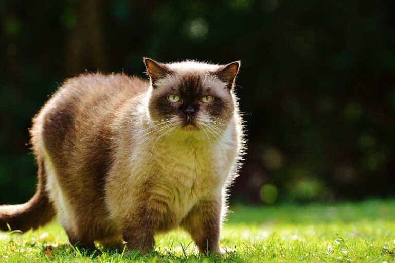 12 Short-Haired Cat Breeds to Know About (With Info & Pictures) | The ...