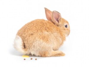 Rabbit Urine Color Chart: Vet Reviewed Info & Graphics | The Vet Desk