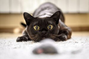 Why Do Cats Pounce? Vet-Verified Feline Behavior Facts | The Vet Desk