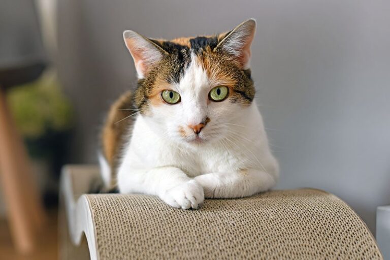 Iris Atrophy in Cats: Vet-Approved Causes, Signs & Care | The Vet Desk